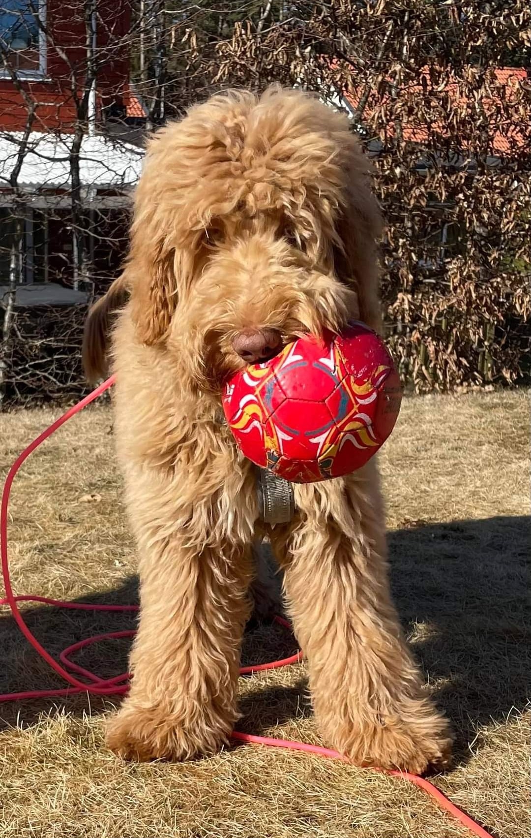 Dalkullas labradoodle - Galleri